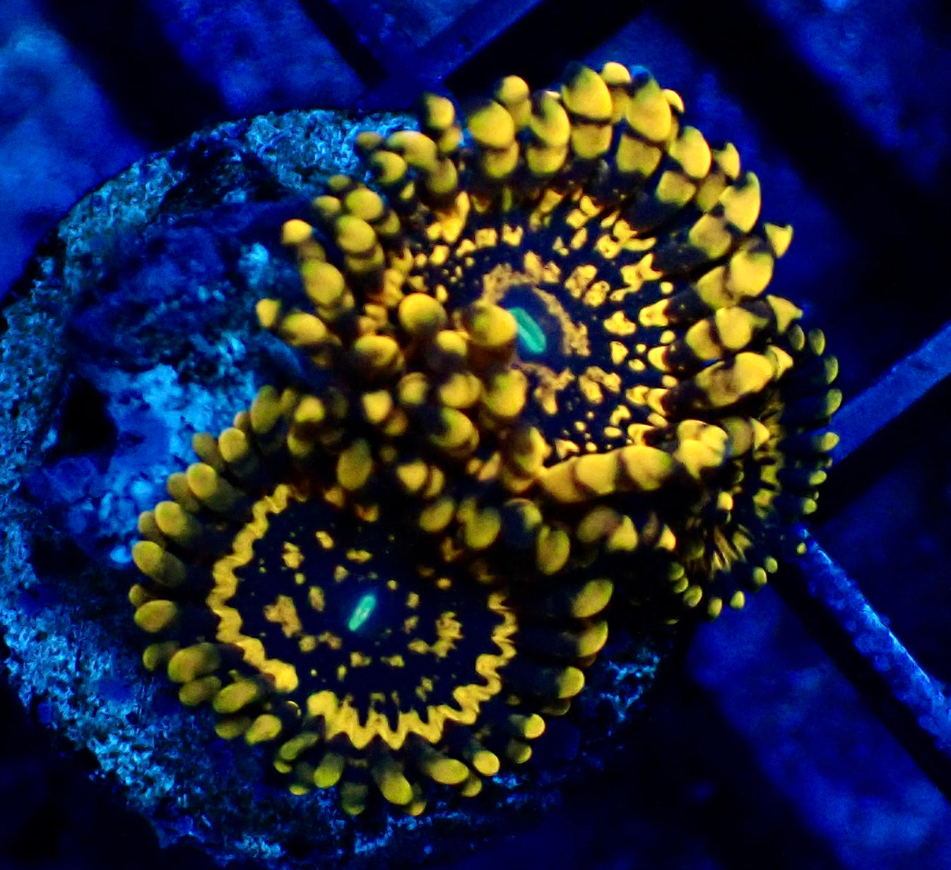Spellbinder – Little Shop of Coral